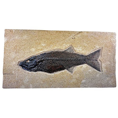 Fish Fossils – Rockin Fossil