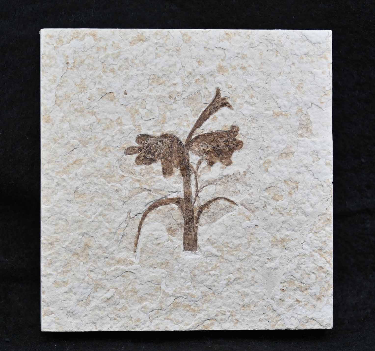 Eocene Flower - Rockin Fossil